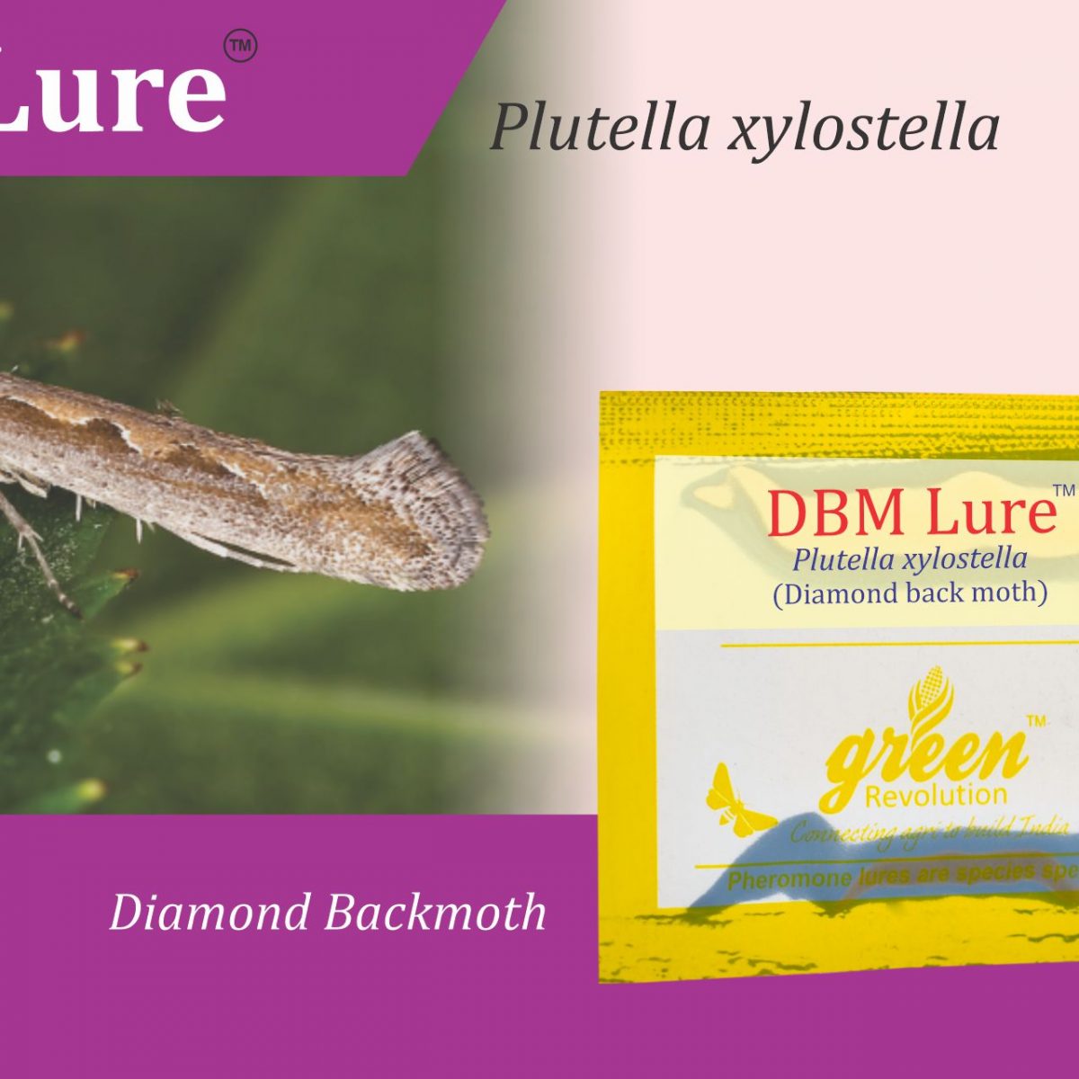 DBM Lure (Diamondback Moth) / Plutella Xylostella Pheromone Lure Pack ...