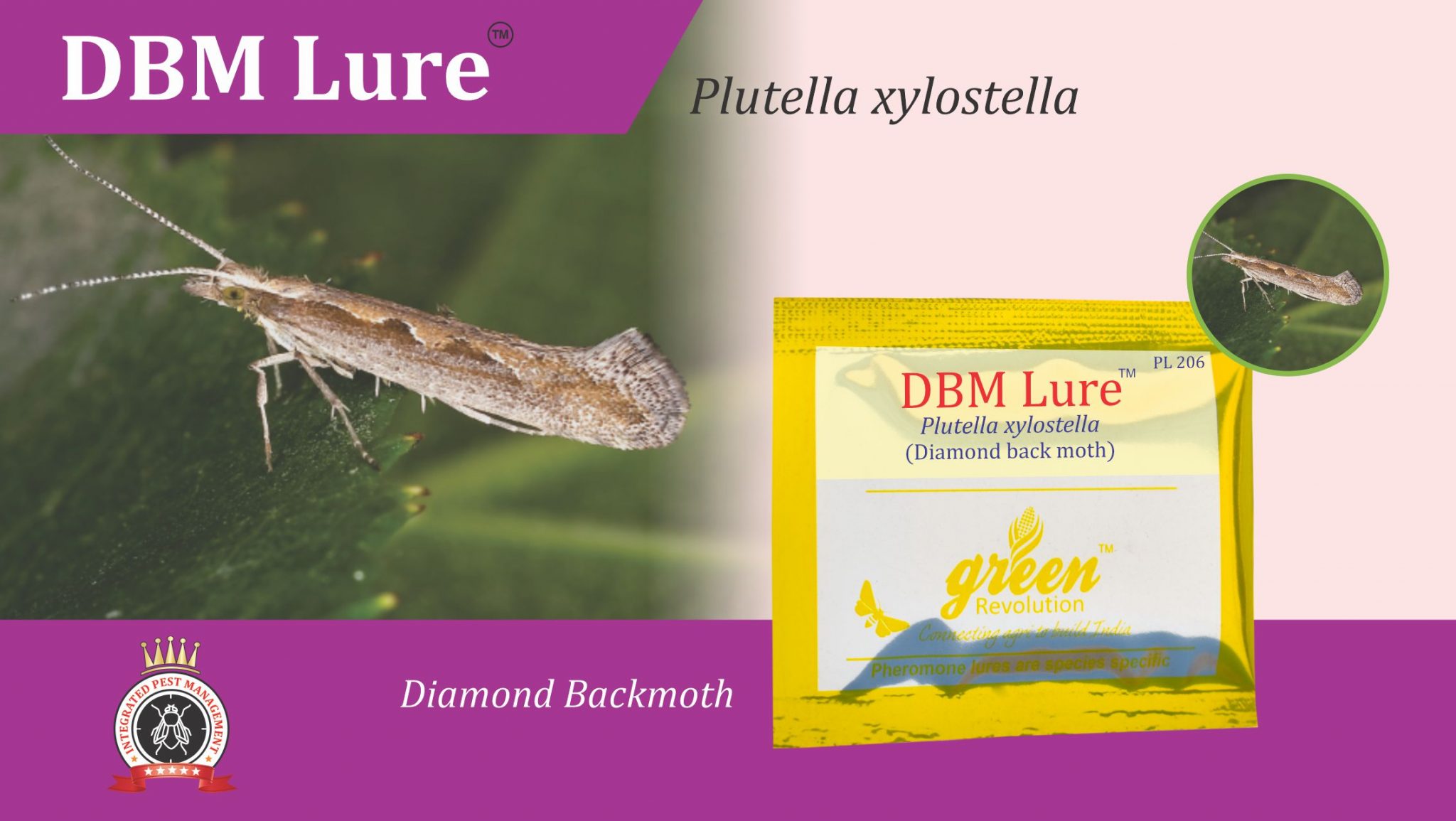 DBM Lure (Diamondback Moth) / Plutella Xylostella Pheromone Lure Pack ...