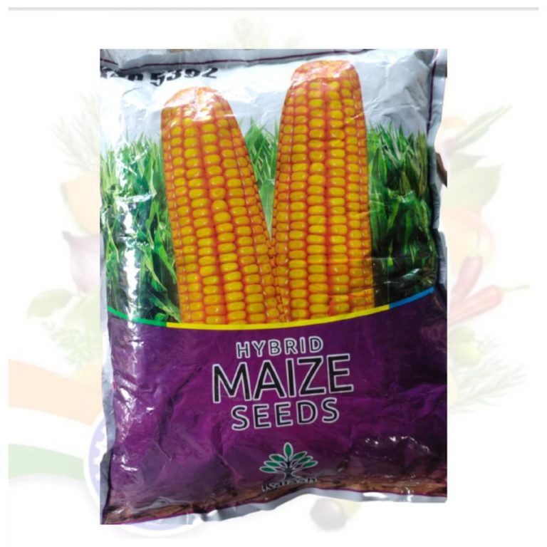 MAIZE SEEDS – Agripari
